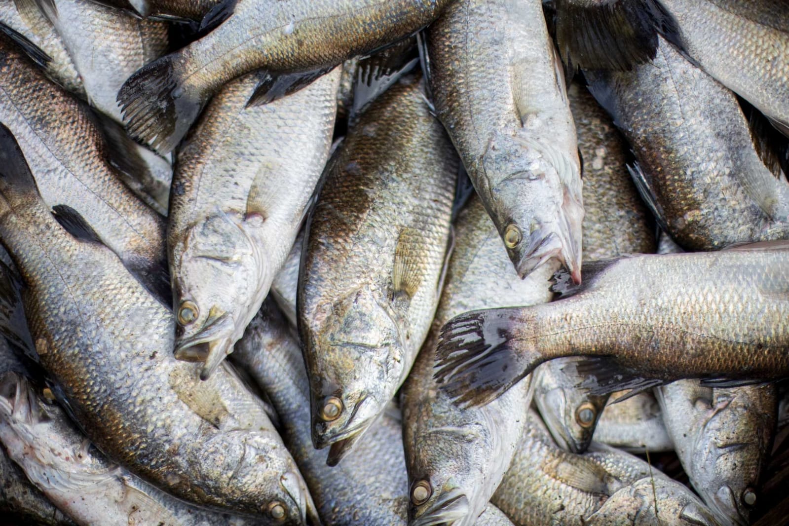 Fresh Chara Desi Bhetki Fish Order Now